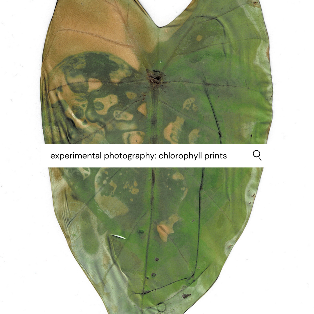 Experimental Photography: Chlorophyll Prints – Autumnfire Graphic Design